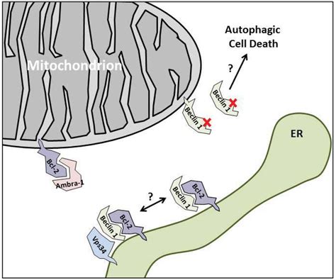 Regulation Of The Autophagic Bcl 2 Beclin 1 Interaction