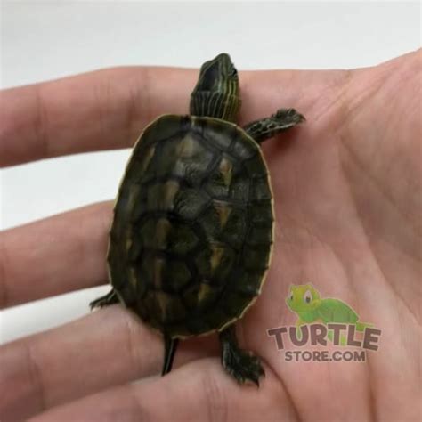 Chinese Golden Thread Turtles For Sale Online By The Best Turtle Breeders