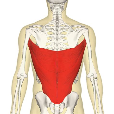 Latissimus Dorsi Muscle Anatomy Function And Pathology Kenhub The
