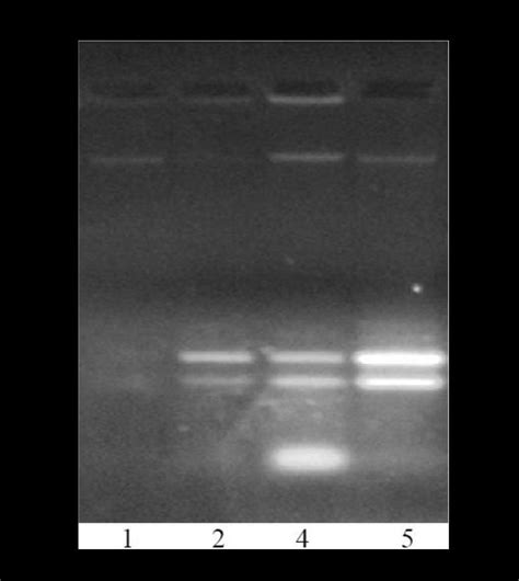 Dna Fragmentation Assay Download Scientific Diagram