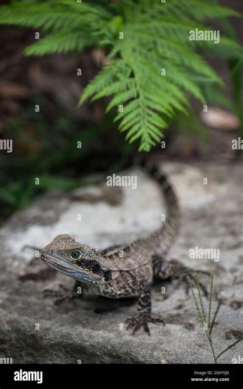 Water Dragon Lizard On Bradleys Head To Chowder Bay Walk Sydney Nsw