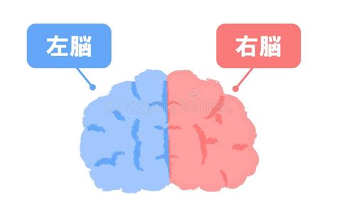 Image Of Right Brain And Left Brain Handwritten Style Stock Vector