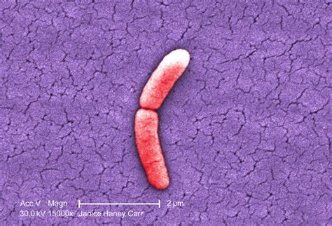 Binary Fission In Salmonella Typhimurium Bacterium Download Scientific Diagram