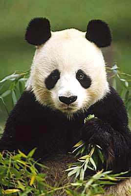 Giant Panda China Org Cn