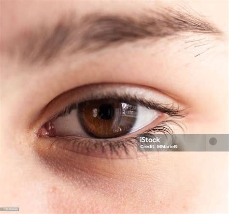 갈색 눈 및 색상의 변화를 포함 하는 아름 다운 홍 채 정보 갈색에 대한 스톡 사진 및 기타 이미지 갈색 갈색 눈 녹색