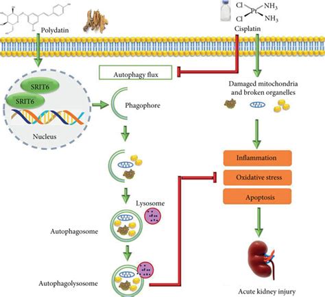 Cisplatin Causes Damage Of Mitochondria And Other Organelles Leading