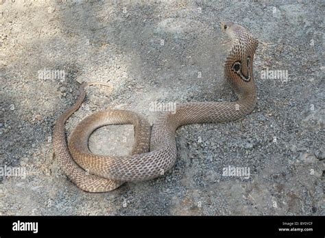 Spectacled Cobra Naja Naja Venomous Common Elapidae Pune Stock