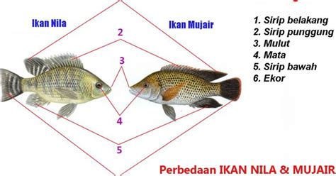 PERBEDAAN IKAN MUJAER DAN IKAN NILA PENYULUH
