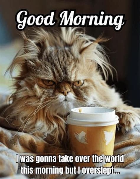 Funny Tuesday Memes Pictures Images For Motivation Artofit