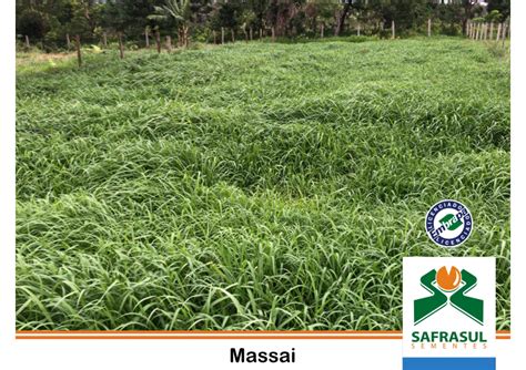 Semente De Panicum Maximum Cv Massai Safrasul Agrofy