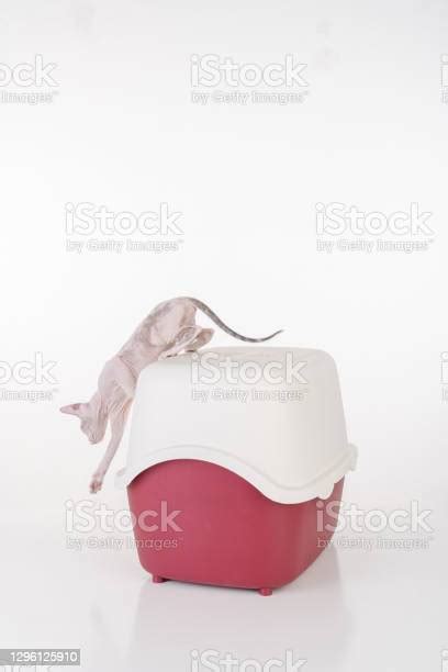 흰색 배경에 고양이 상자 밝은 아주 젊은 피터 볼드 Sphynx 고양이는 상자에서 뛰어 0명에 대한 스톡 사진 및 기타 이미지