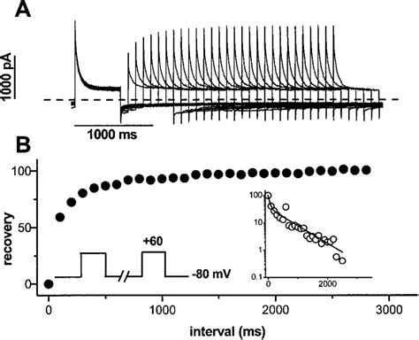 Time Course Of The Recovery Of Outward Currents From Inactivation A Download Scientific