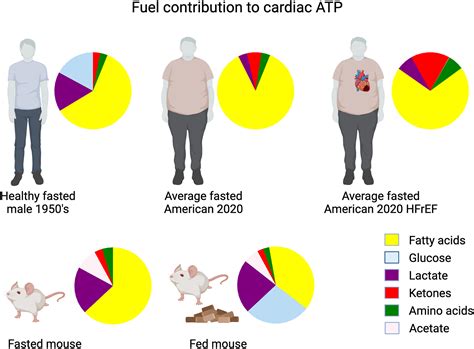 Human Cardiac Metabolism Cell Metabolism