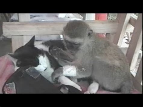 Monkey Humping