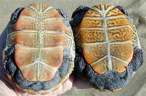 Sex and the Single Turtle â May Turtle Journal