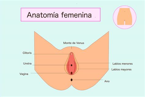 Cáncer de vulva causas síntomas y tratamientos Alimentacion deporte