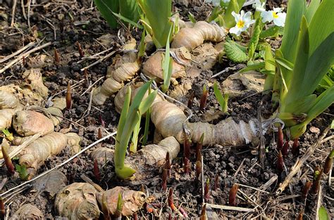RIZOMAS definición y ejemplos de plantas con FOTOS