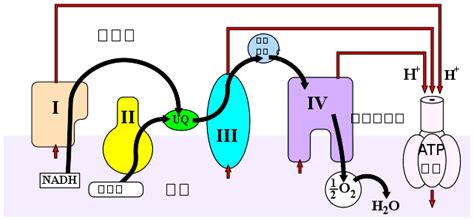 文件 ETC zh cn svg A 医学百科