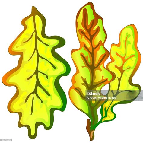 向量秋季黃橡樹葉和橡木植物葉植物植物花卉葉隔離插圖元素向量圖形及更多一組物體圖片 一組物體 具有特定質地 剪裁圖 Istock
