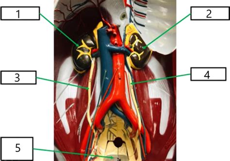 Lab Urinary System Flashcards Quizlet