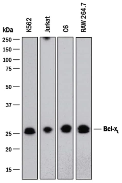 Bcl Xl Rabbit Anti Human Mouse Rat Clone 2052a R D Systems 100μg