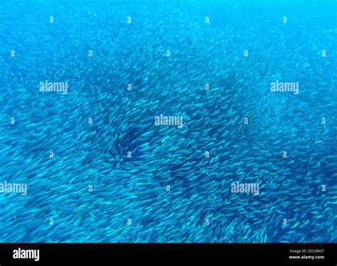 Sardines Colony In Blue Sea Massive Fish School Undersea Photo Huge