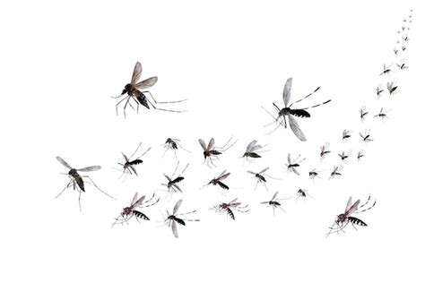 흰색 배경에 고립 된 비행 모기 프리미엄 사진