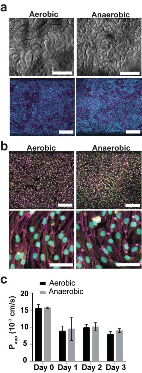 Culturing Intestine Chips Under The Hypoxia Gradient A Top Row Dic