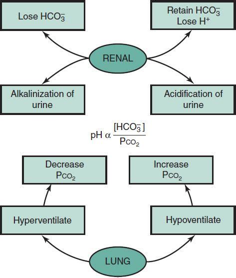 Fluid Electrolyte Acid Base Disorders Therapy Obgyn Key