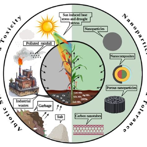 Seed Priming With Nps And Their Subsequent Effect On Plant Growth And