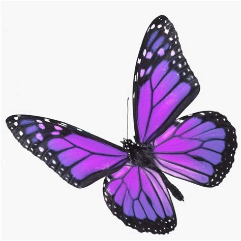 Purple Butterfly Png Simple Png 43 Off