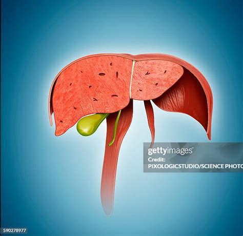 Cross Section Of The Gallbladder High Res Illustrations Getty Images