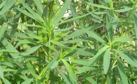 Kochia Scoparia L Schrad Manufacturer Chemfaces