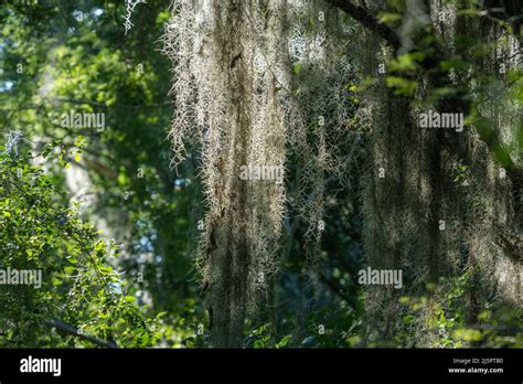 Spanish Moss Tillandsia Usuneoides An Epiphytic Airplant Growing On