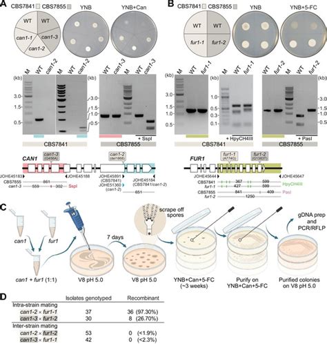 Obligate Sexual Reproduction Of A Homothallic Fungus Closely Related To The Cryptococcus