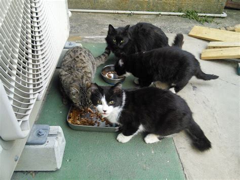 野良猫は保護しないとダメなのか？｜静岡市｜一般社団法人クローバー