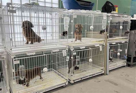 「通報されてよかった」 小型犬60匹の多頭飼育崩壊、孤立した飼い主 ふん尿処理追いつかず環境悪化 熊本・八代【記者ノート】｜熊本日日新聞社