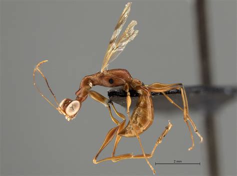 Dryinidae Identification Keys Waspweb