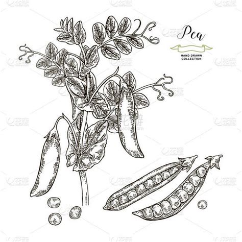 豌豆植物孤立在白色背景上。手绘豆类。矢量插图雕刻