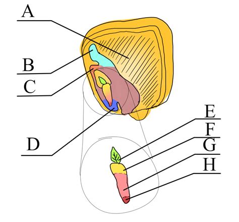Seed Structure Monocot Only Diagram Quizlet