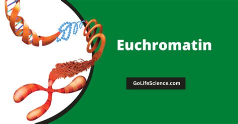 MRNA Processing In Eukaryotes A Comprehensive Guide