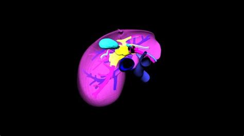 3d Model Of Liver Vasculature Liver