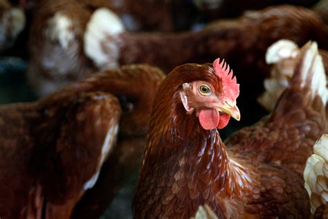 Chicken Laying Egg