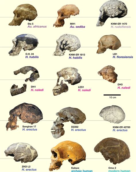Homo Naledi Had Small But Surprisingly Complex Brain