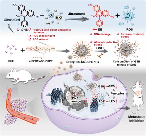 Schematic Of The Ultrasound‐mediated Release Of Ros From Dhe And