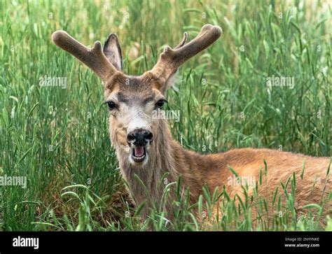 A Young Mule Deer With Velvet Antlers And Open Mouth Foraging Through A