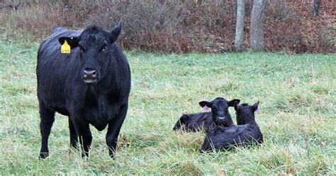 Spring Calving Can Mean A Wide Variety Of Calving Dates