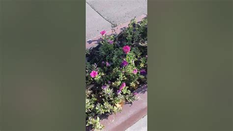 осенние цветы октября Москва 2022/autumn flowers October Moscow 2022 ...
