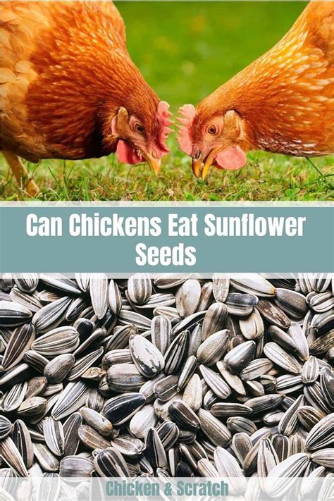 Can Chickens Eat Sunflower Seeds Varieties Health Benefits Feeding Tips