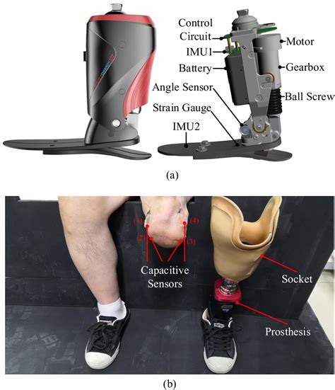 Adaptive Estimation Of Continuous Gait Phase Based On Capacitive